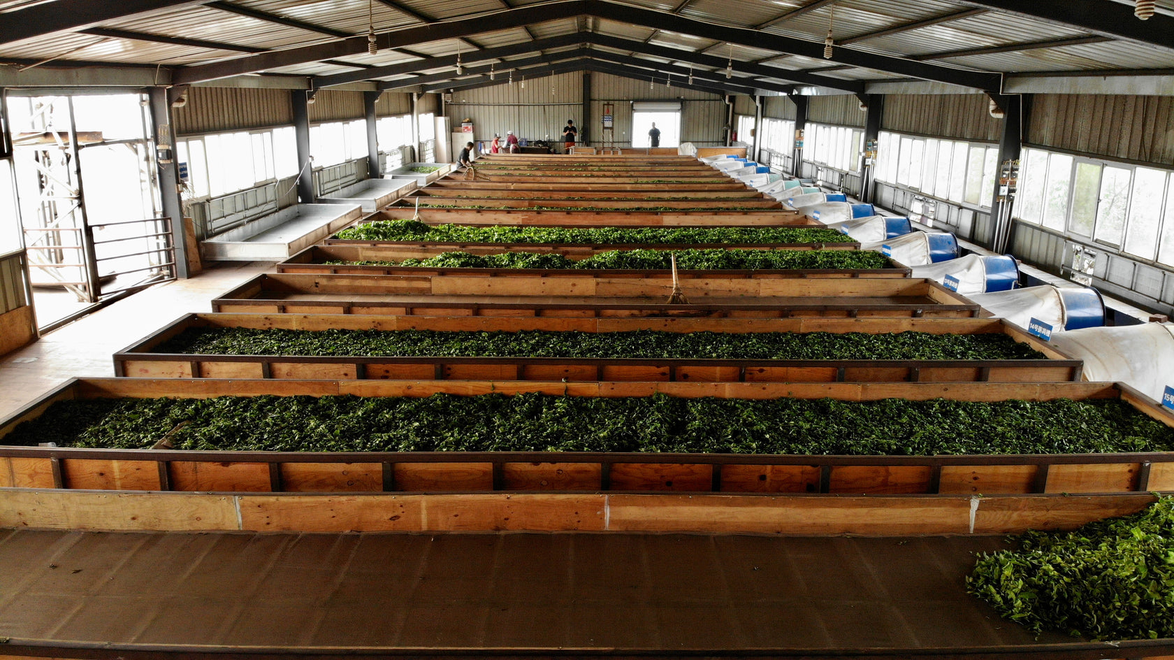 SINGLE ORIGIN STORY: Sunstone Black Tea