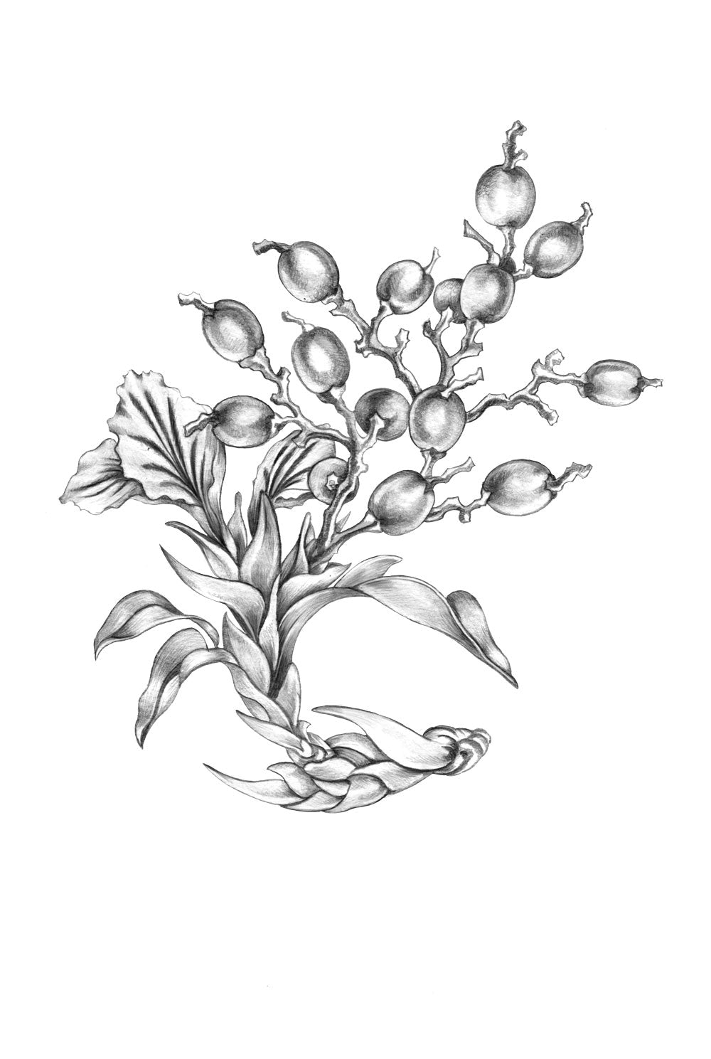 SINGLE ORIGIN STORY: Cloud Forest Cardamom