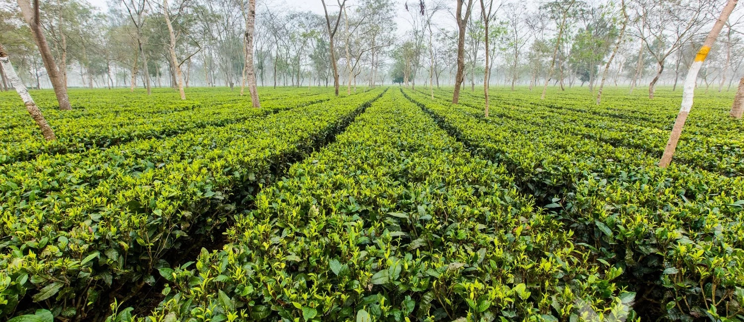 The Chota Tingrai Tea Estate